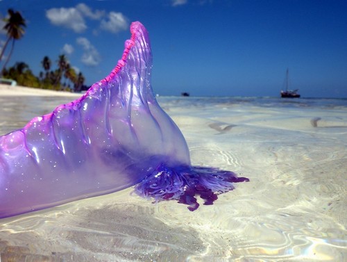 Physalie des tropiques à l’Atlantique | The Swedish Parrot